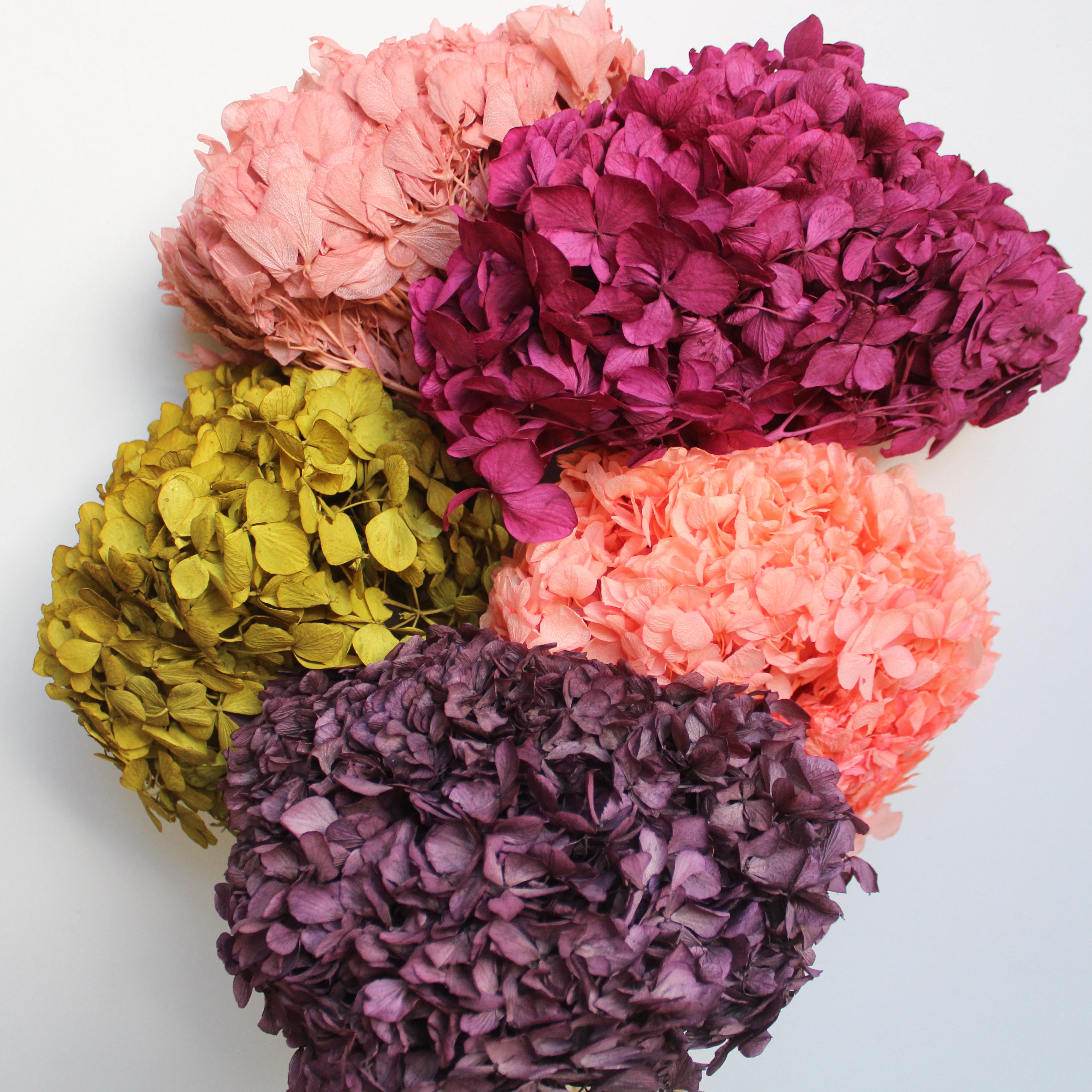 Preserved Hydrangea Roxanne s Dried Flowers