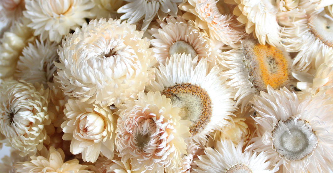 Drying Flowers 101: What to Pick and When – Roxanne's Dried Flowers