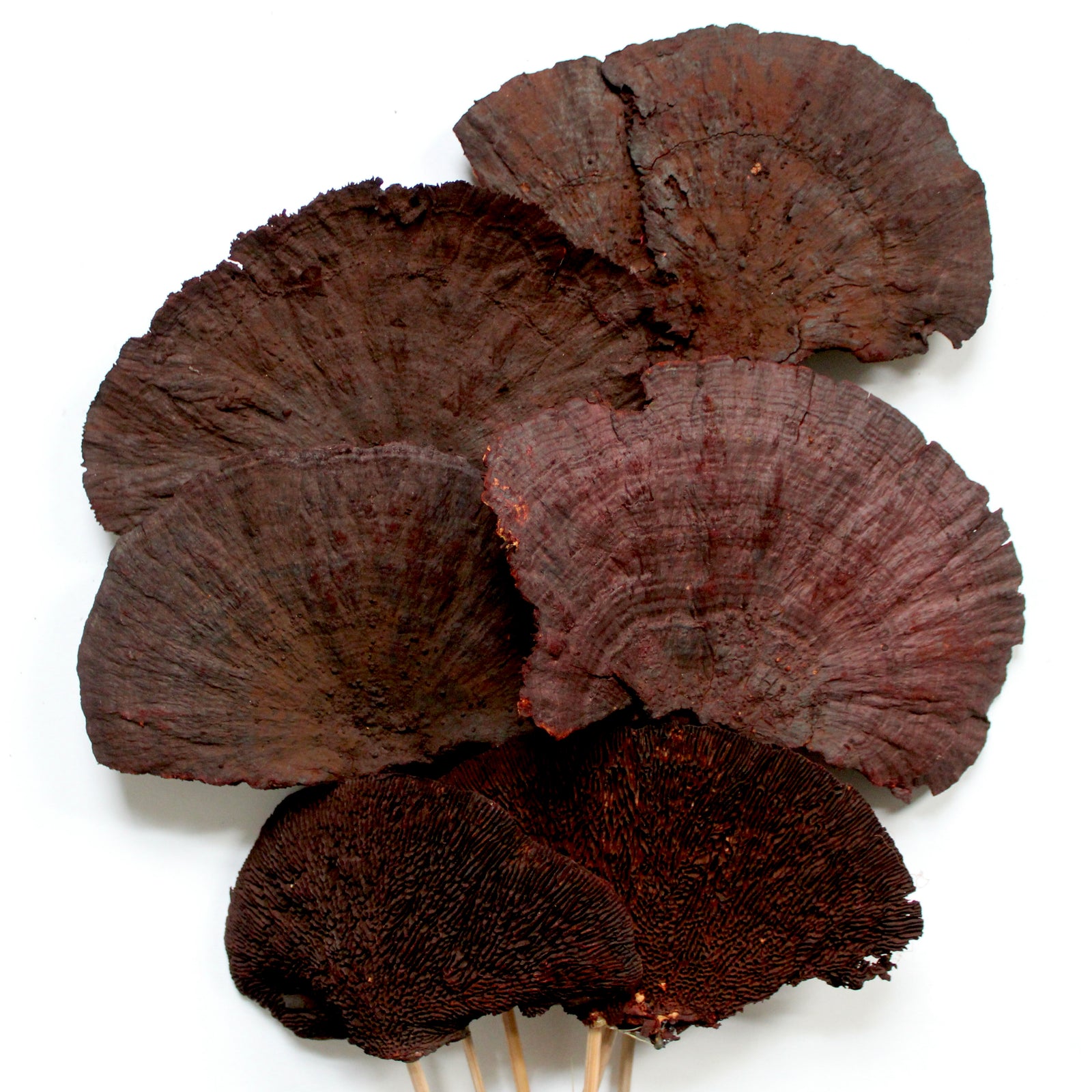 Dried Sponge Mushroom – Roxanne's Dried Flowers