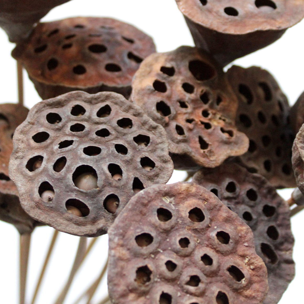 Dried Mini Lotus Pod on Stem – Roxanne's Dried Flowers