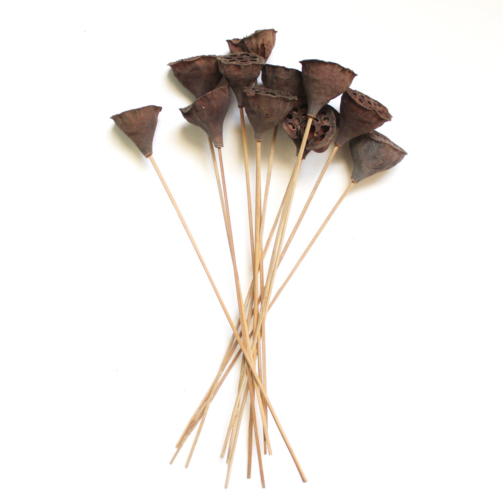 Dried Mini Lotus Pod on Stem – Roxanne's Dried Flowers