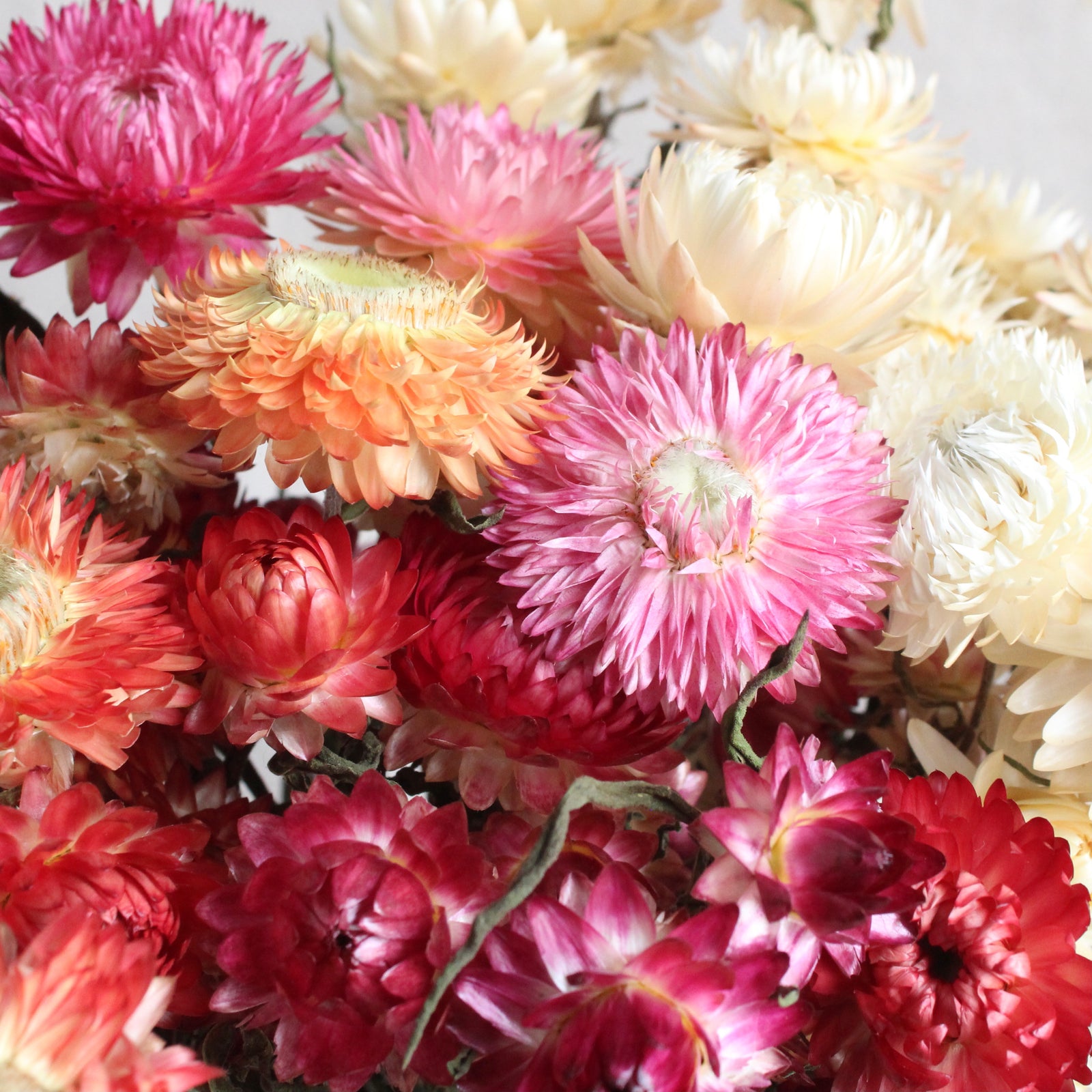 Dried Strawflower – Roxanne's Dried Flowers