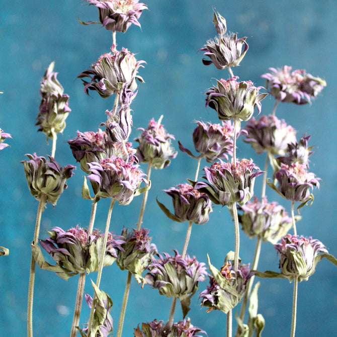 The History of Drying Flowers: A Brief Overview – Roxanne's Dried Flowers