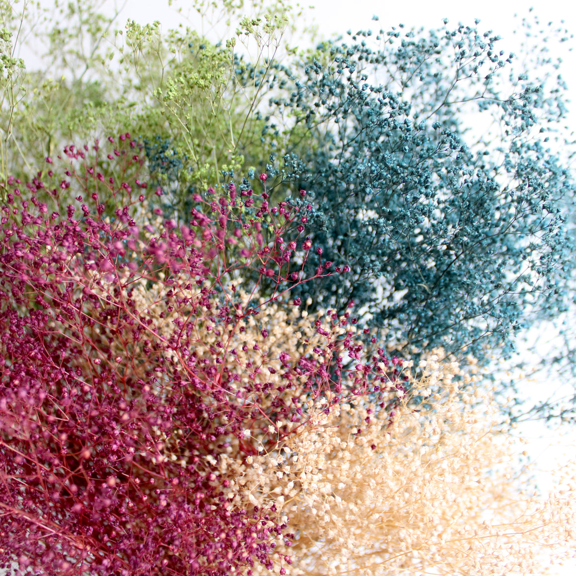 Preserved Mini Gypsophila – Roxanne's Dried Flowers