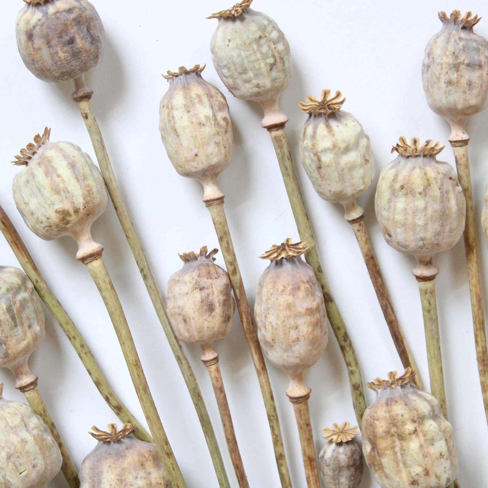 Dried Poppy – Roxanne's Dried Flowers