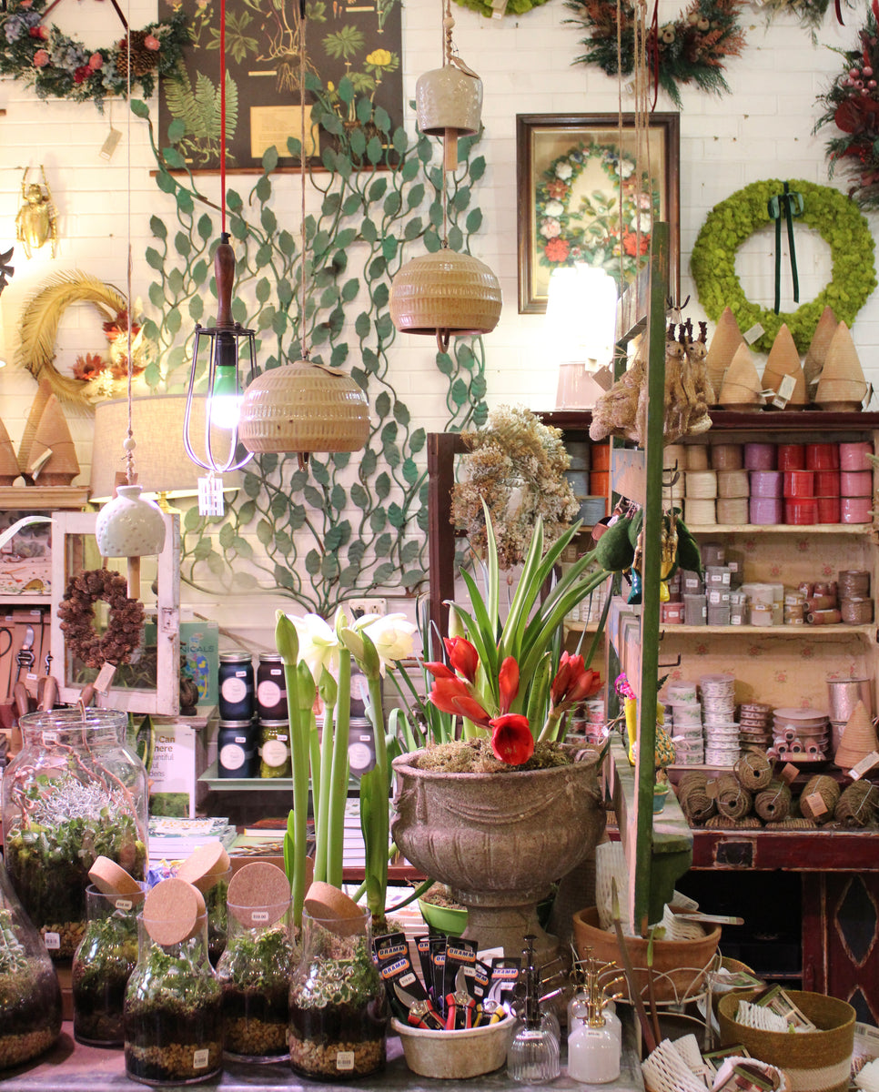 Online Dried Flowers Shop | Roxanne's Dried Flowers