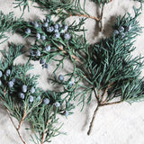 Preserved Juniper Tips – Roxanne's Dried Flowers