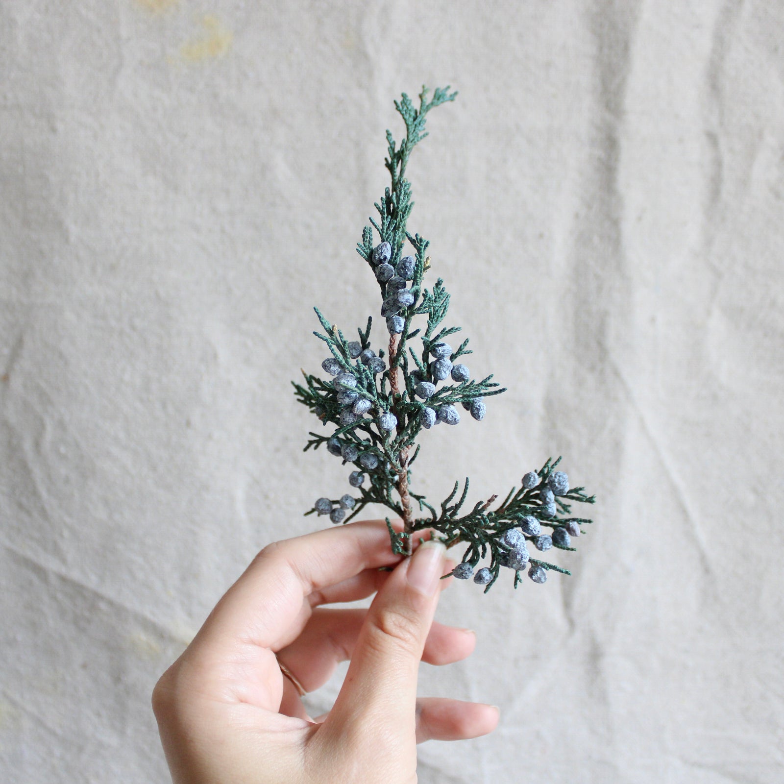 Preserved Juniper Tips – Roxanne's Dried Flowers