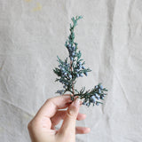 Preserved Juniper Tips – Roxanne's Dried Flowers