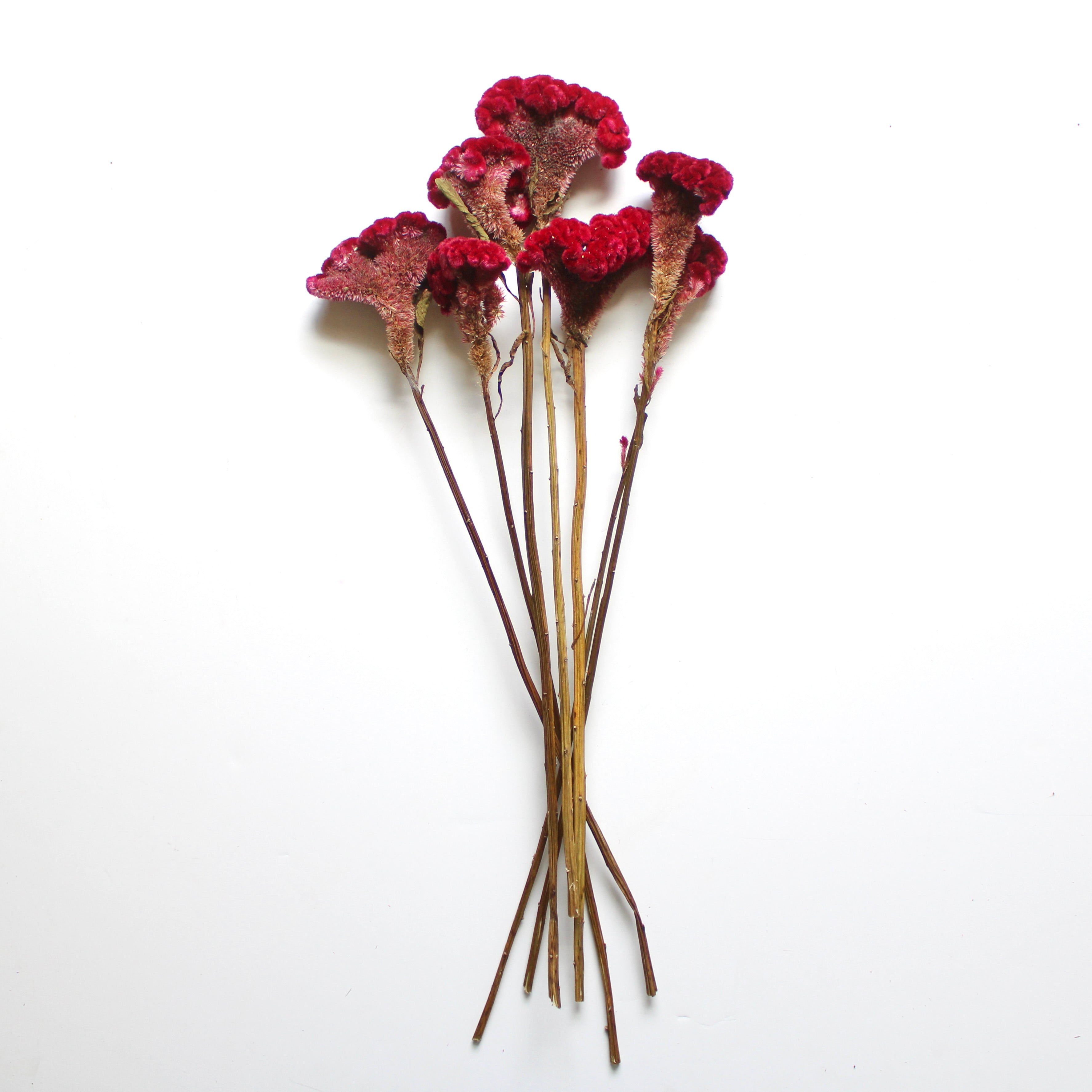 Dried Cockscomb Celosia – Roxanne's Dried Flowers