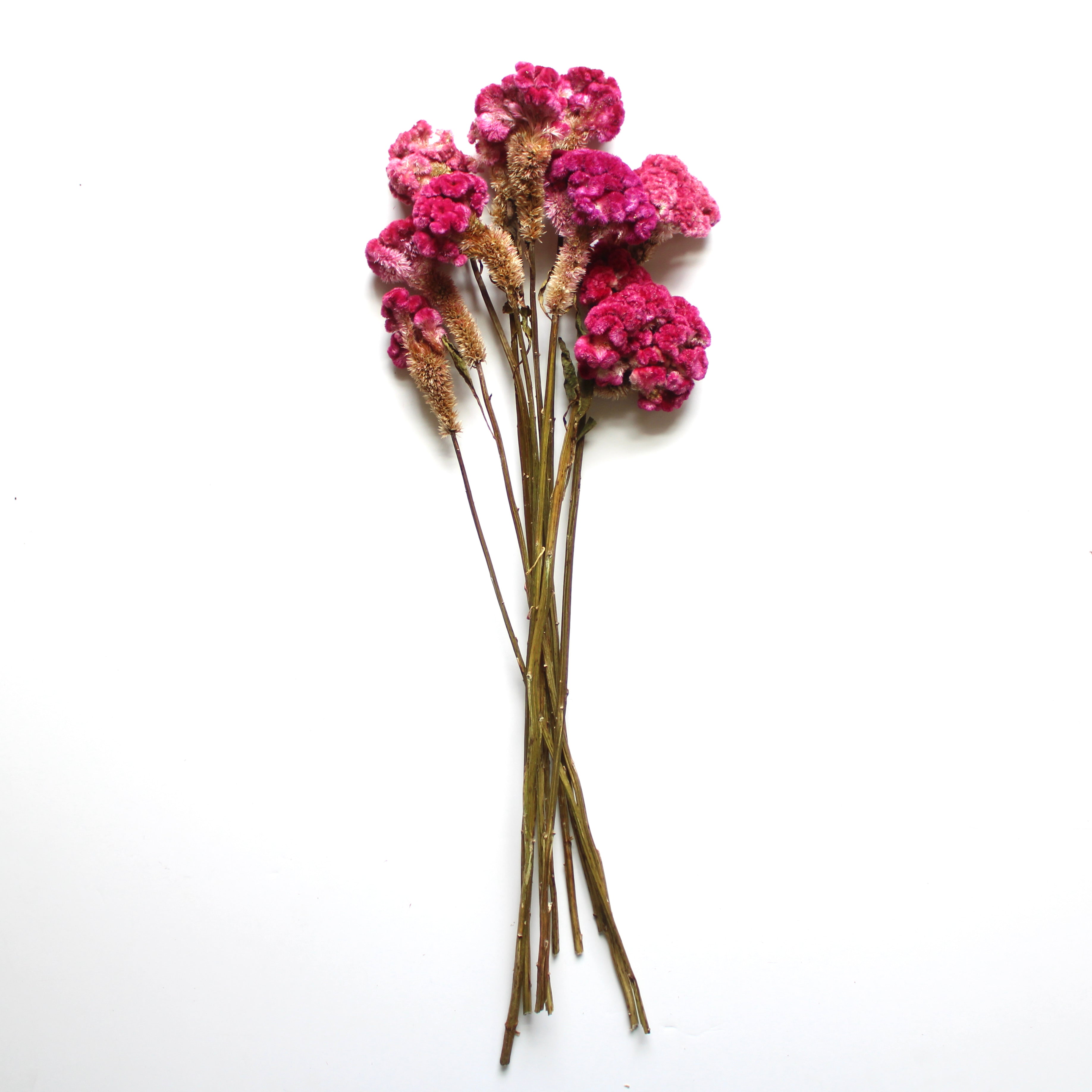 Dried Cockscomb Celosia – Roxanne's Dried Flowers