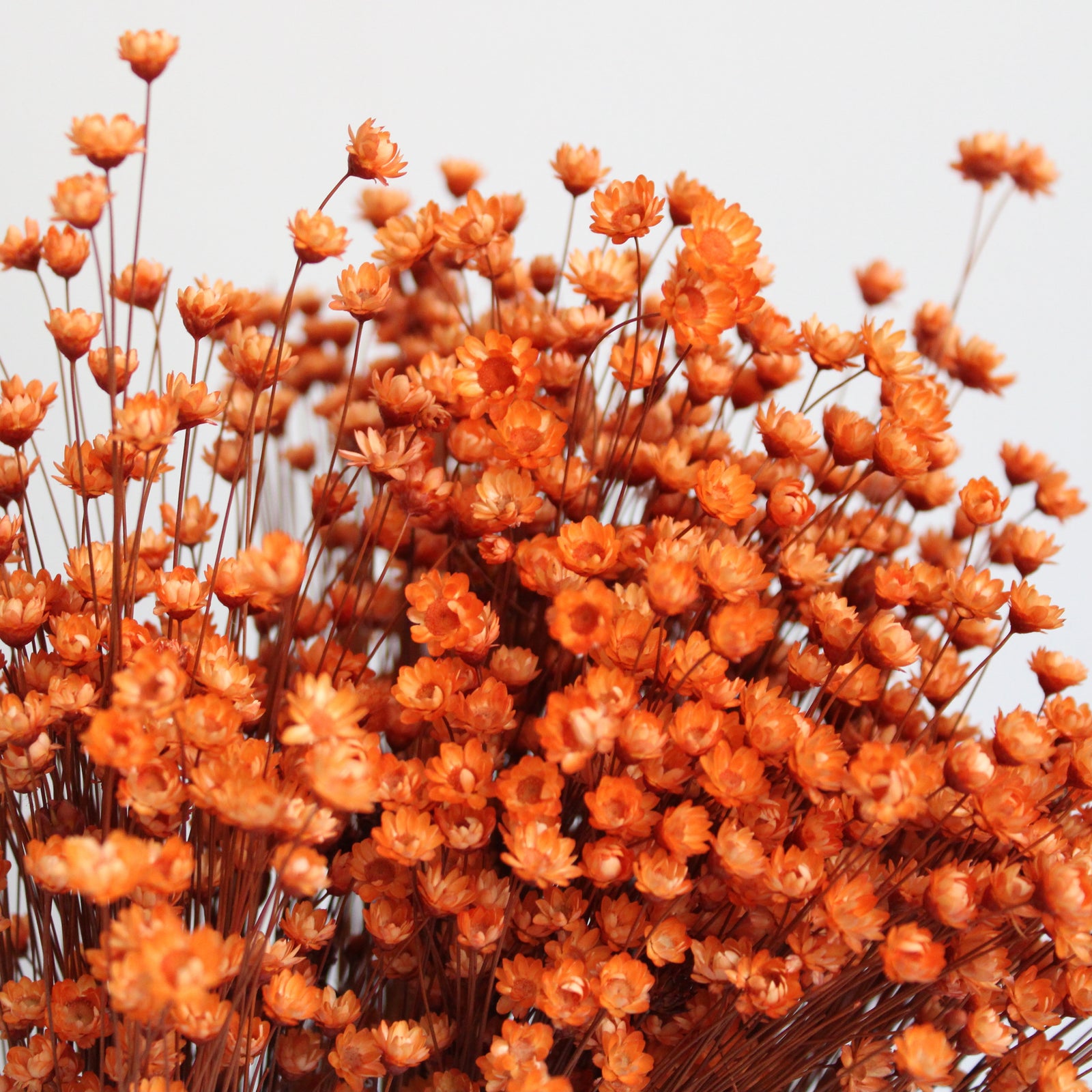 Dried Star Flower – Roxanne's Dried Flowers