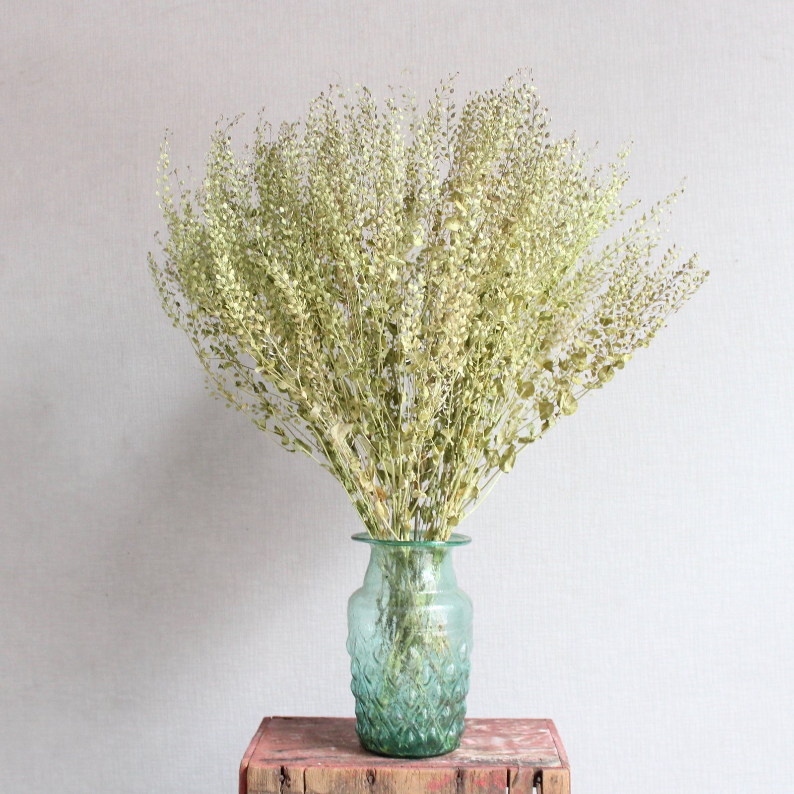 Dried Lepidium – Roxanne's Dried Flowers