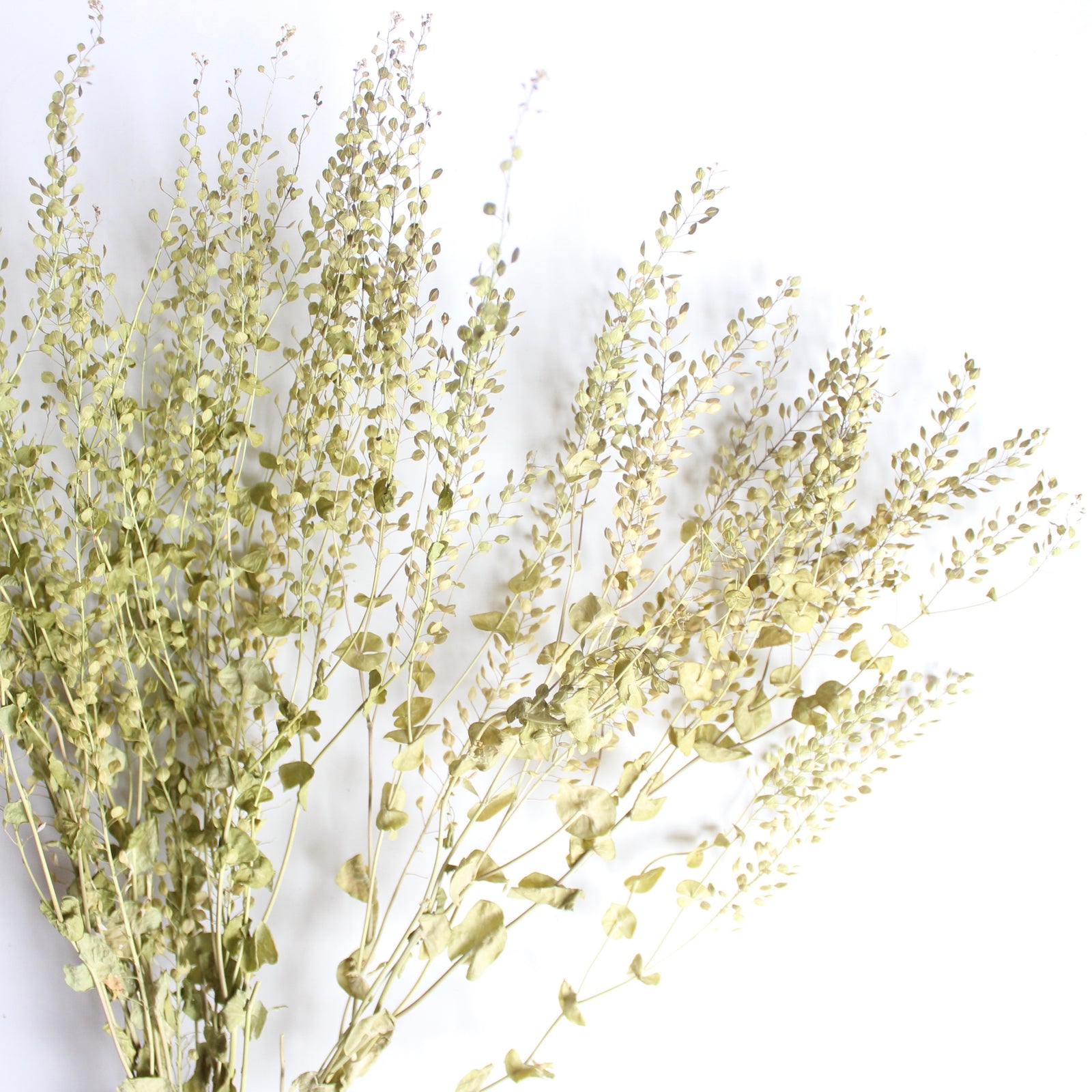 Dried Lepidium – Roxanne's Dried Flowers