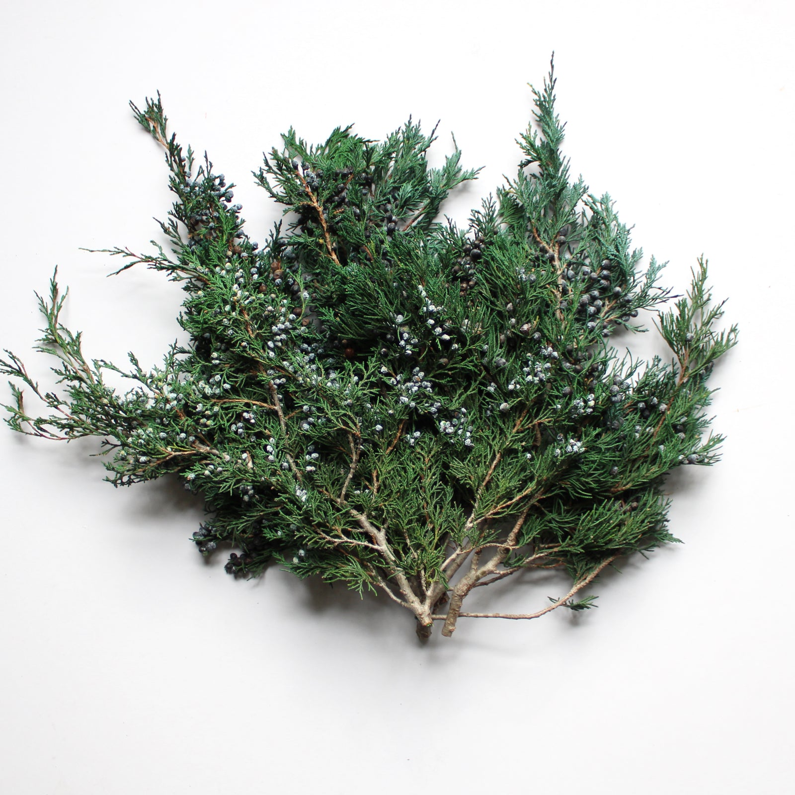 Preserved Berried Juniper – Roxanne's Dried Flowers