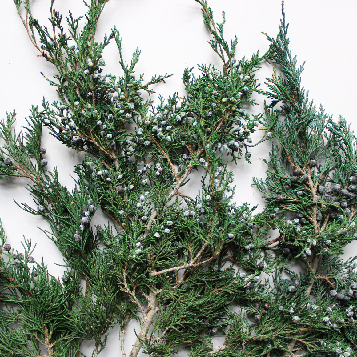 Preserved Berried Juniper – Roxanne's Dried Flowers