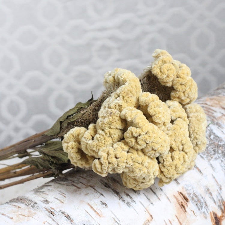 Dried Cockscomb Celosia – Roxanne's Dried Flowers