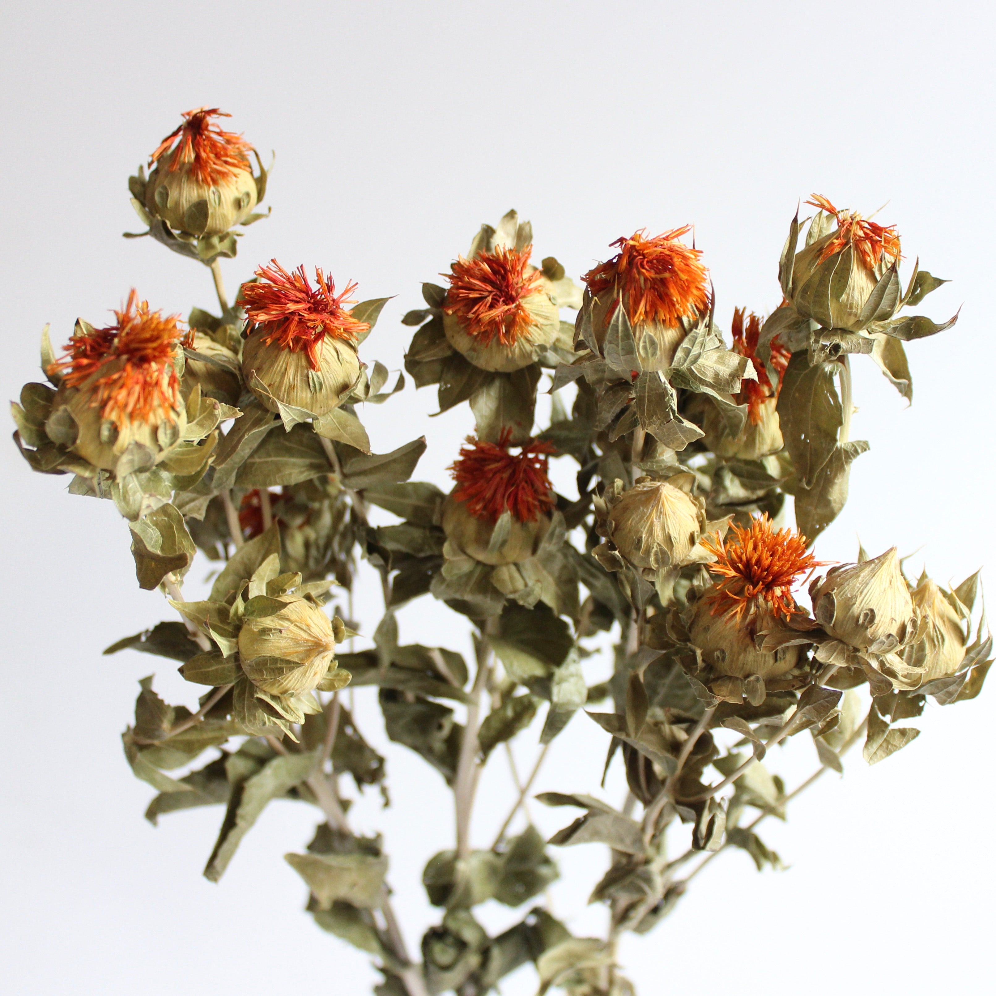 Dried Safflower Carthamus – Roxanne's Dried Flowers
