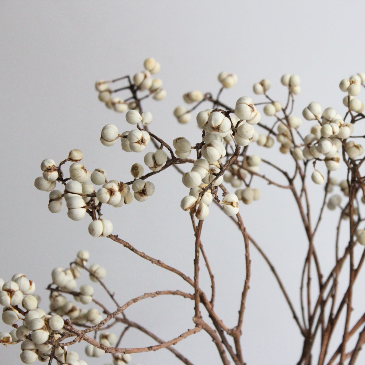 Dried Tallow Berry – Roxanne's Dried Flowers