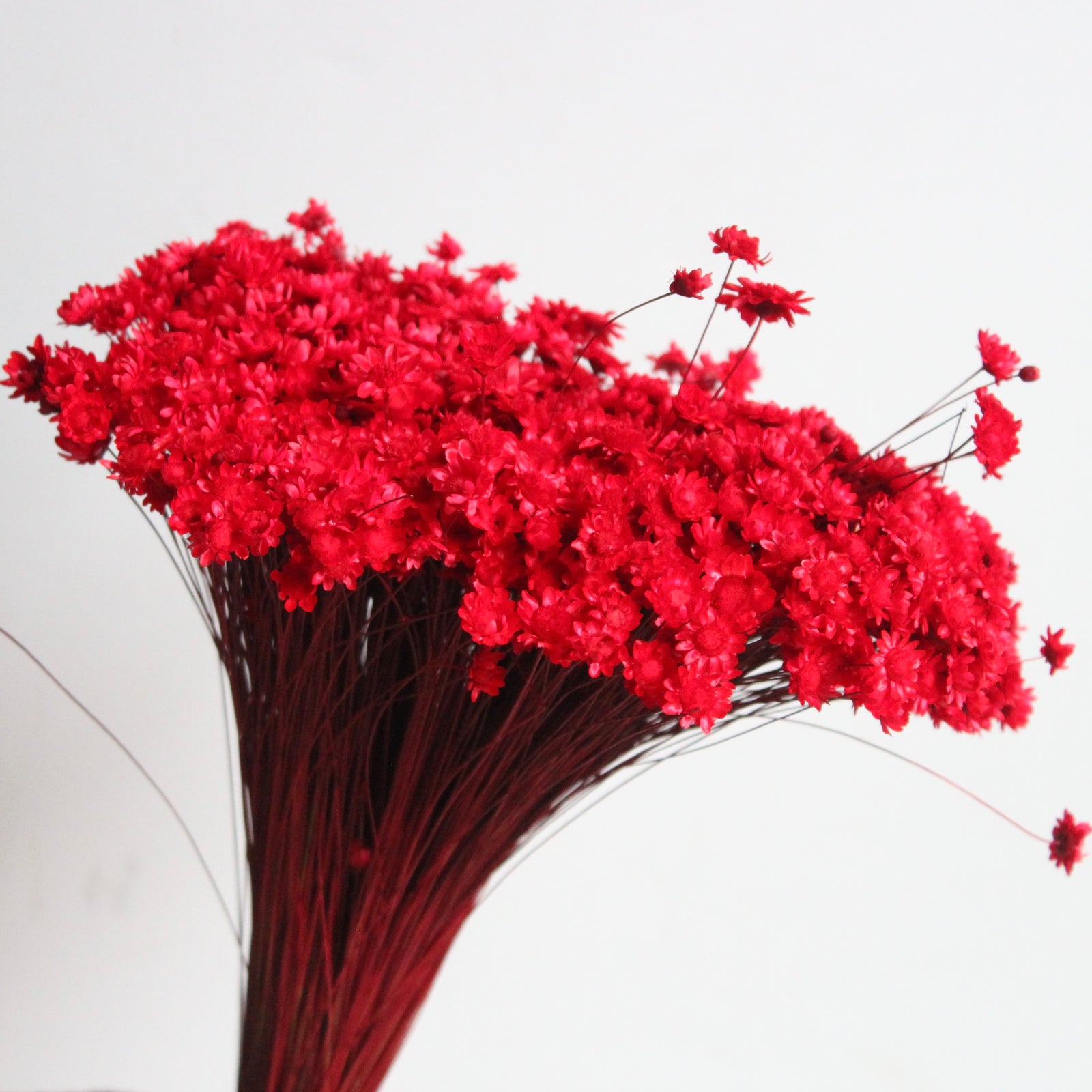 Dried Star Flower – Roxanne's Dried Flowers