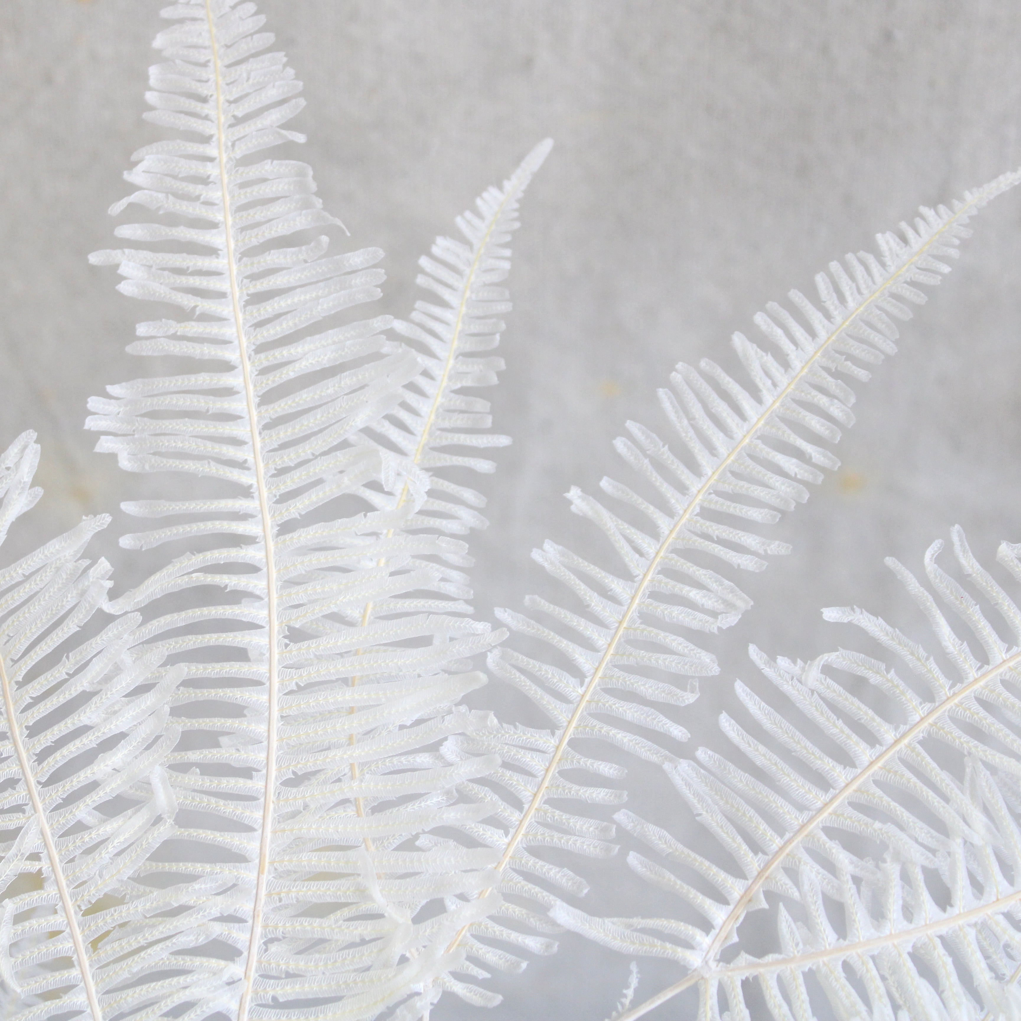 Preserved & Dyed Mountain Fern | Roxanne's Dried Flowers