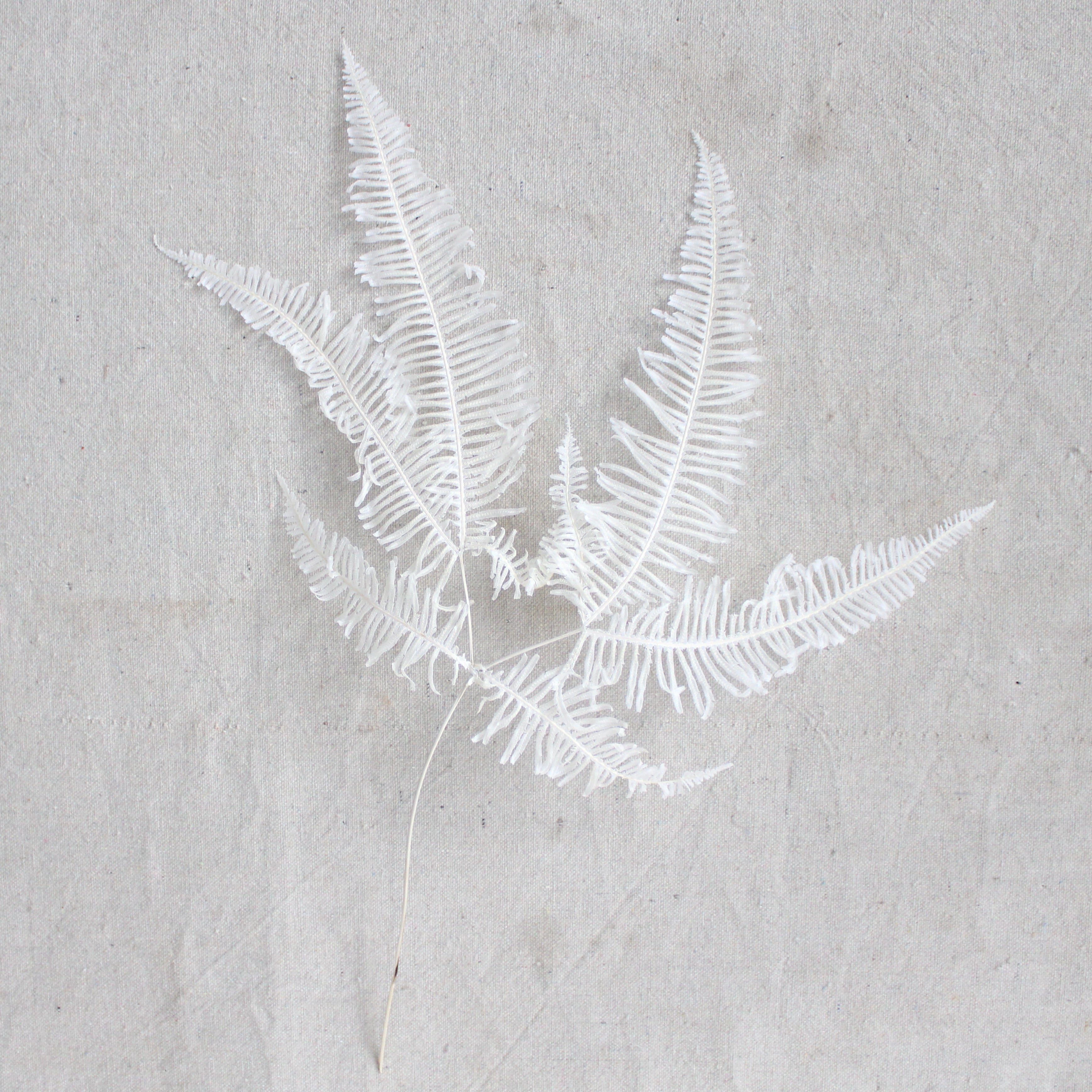 Preserved & Dyed Mountain Fern | Roxanne's Dried Flowers