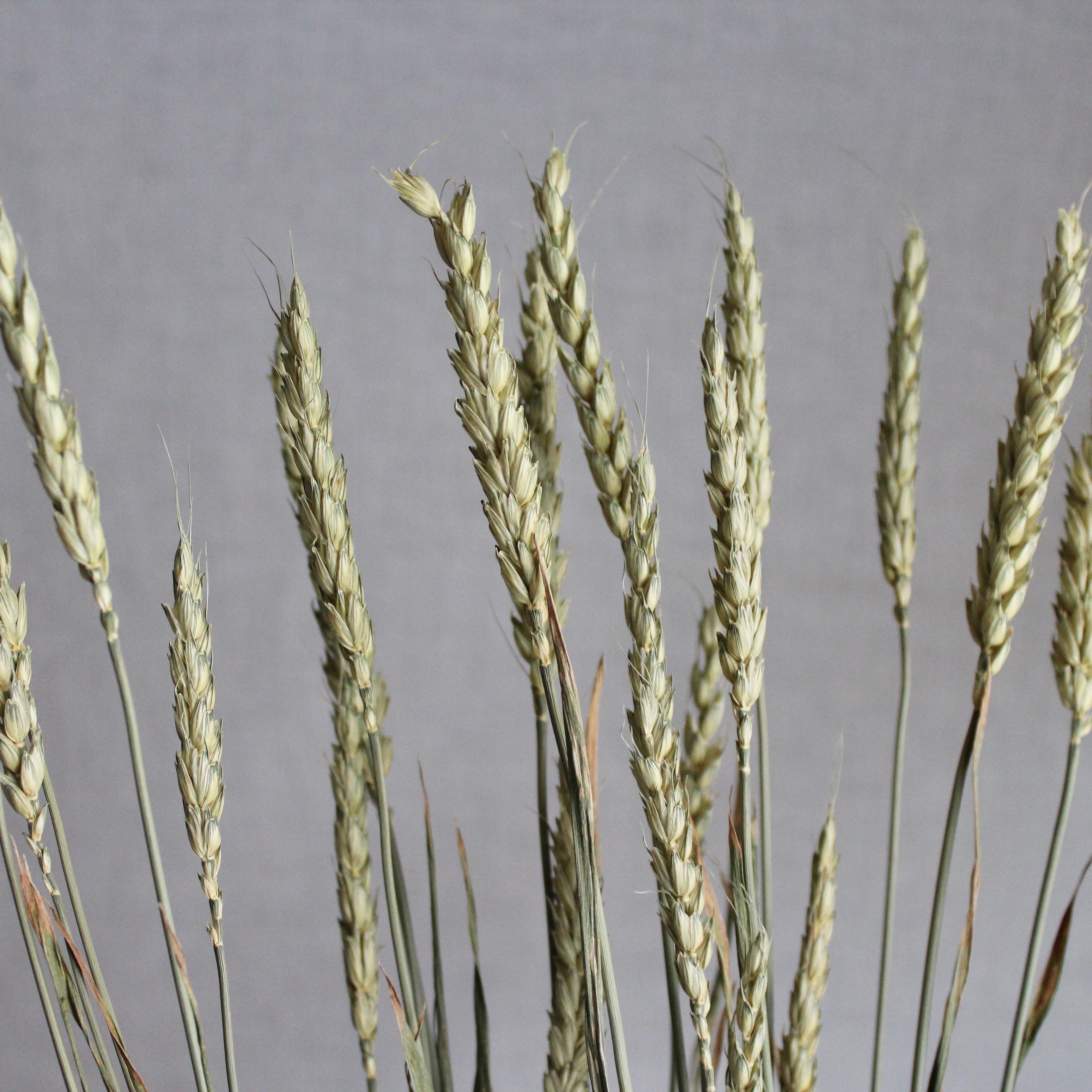 Dried Beardless Wheat – Roxanne's Dried Flowers