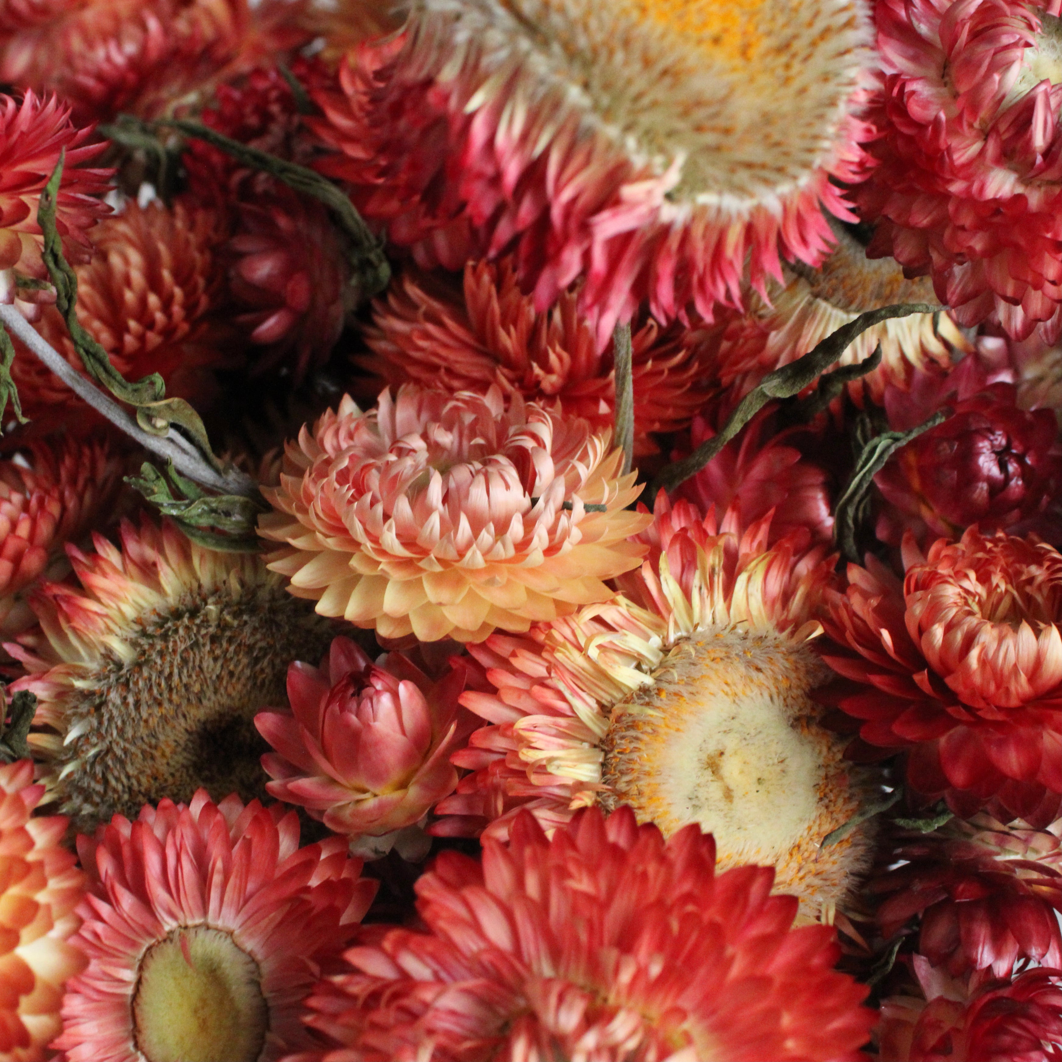 Dried Strawflower – Roxanne's Dried Flowers