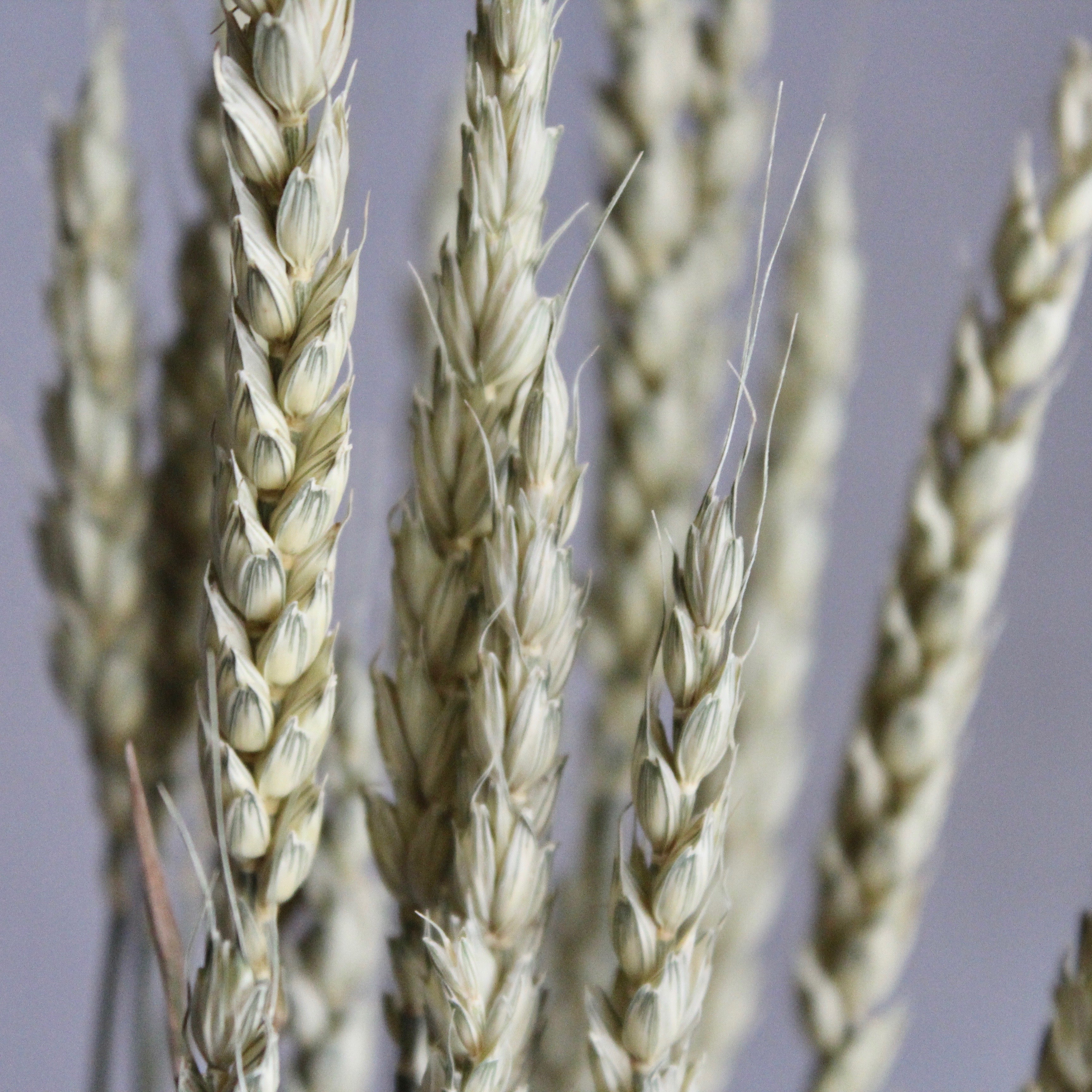 Dried Beardless Wheat – Roxanne's Dried Flowers