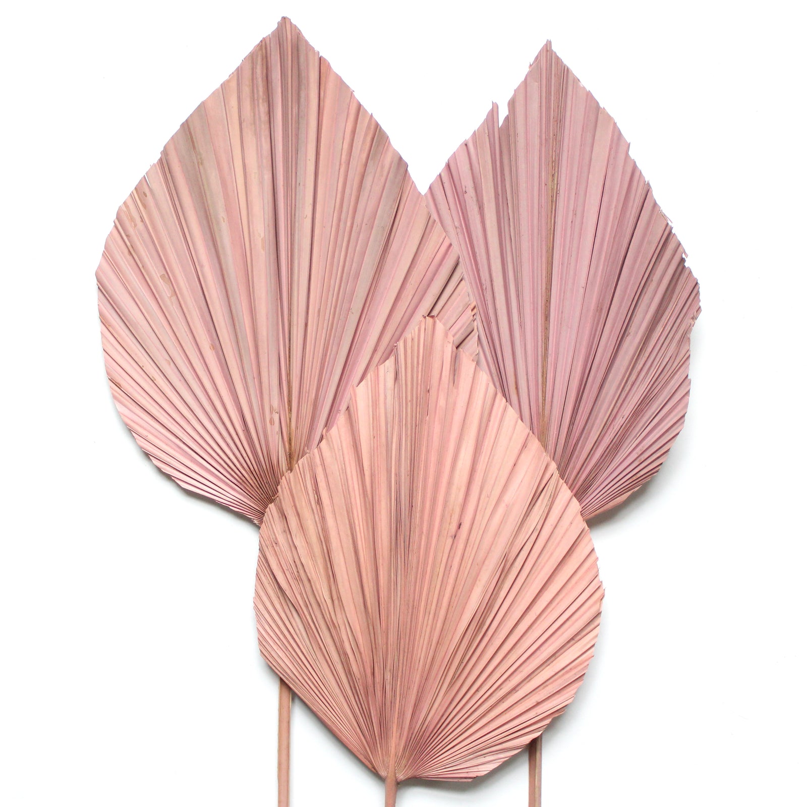 Dried Anahaw Palm Frond 40" – Roxanne's Dried Flowers