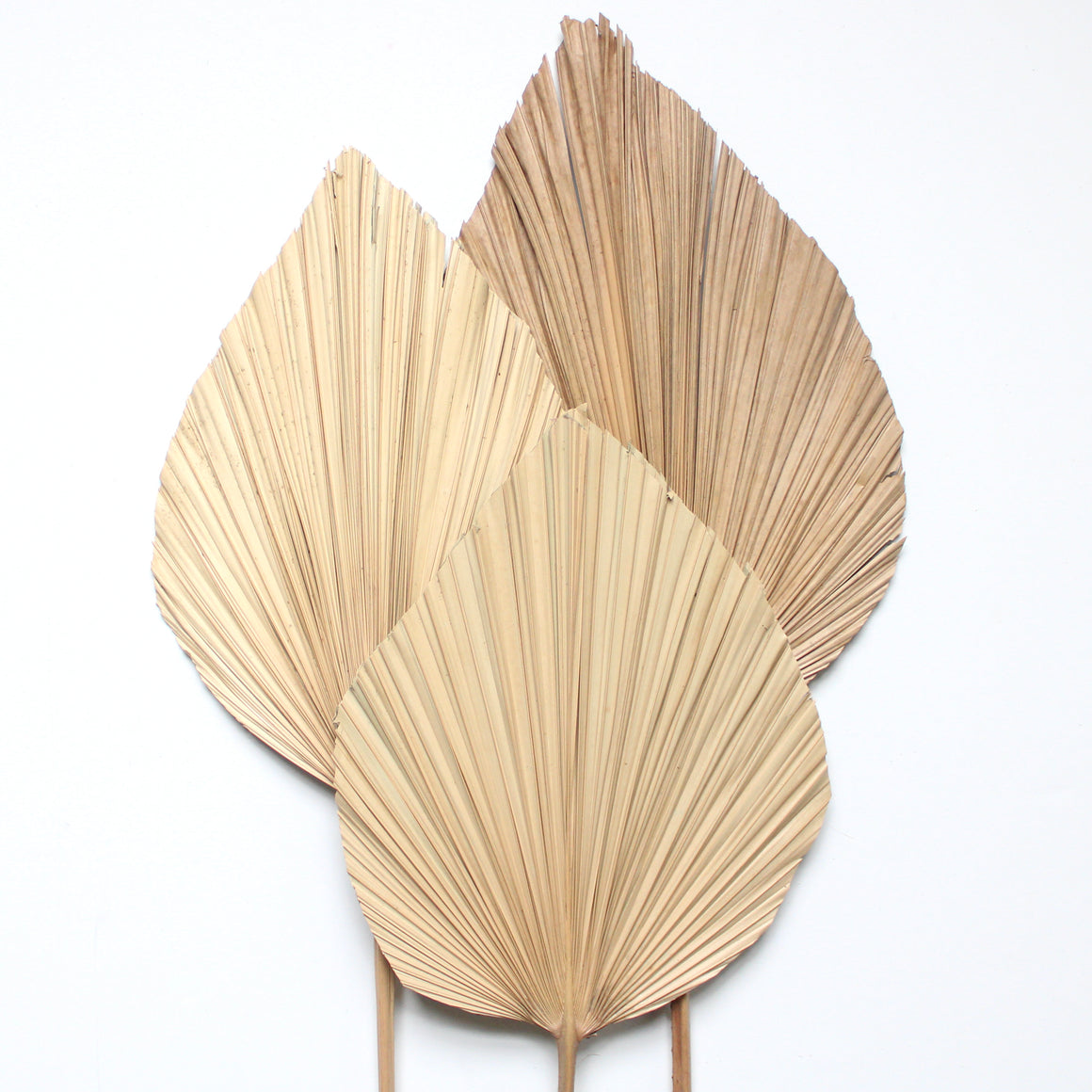 Dried Anahaw Palm Frond 40" – Roxanne's Dried Flowers