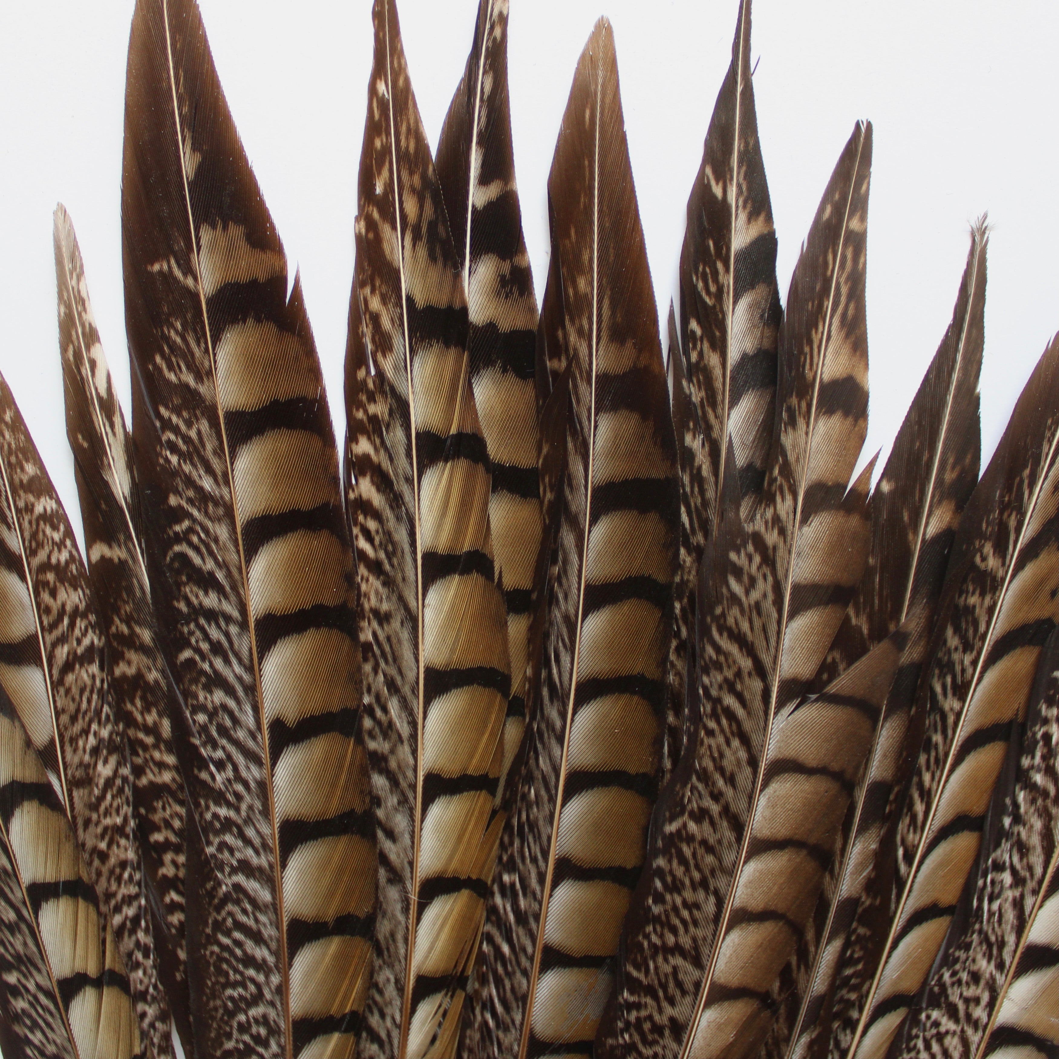 Brown Pheasant Feathers