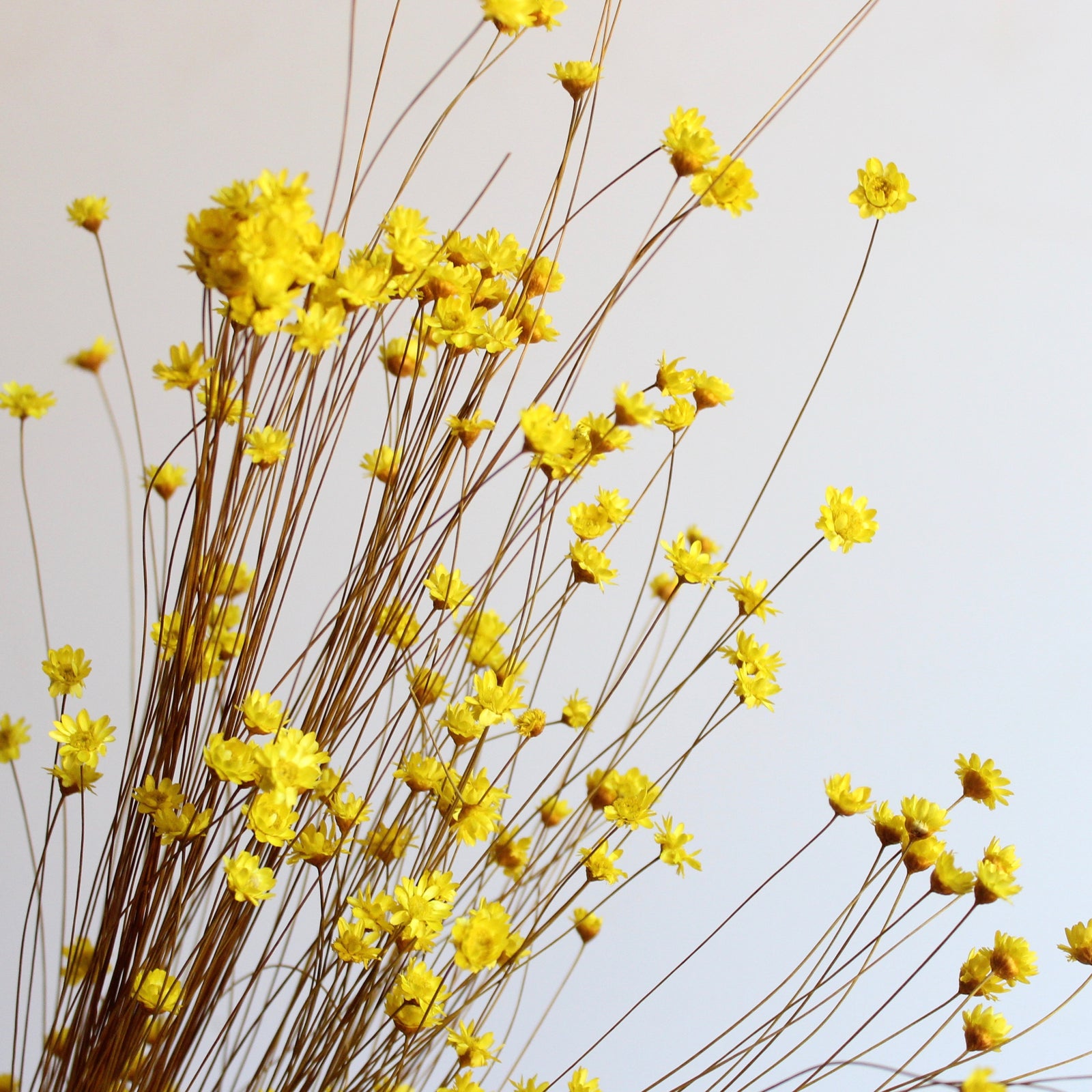 Dried Star Flower – Roxanne's Dried Flowers