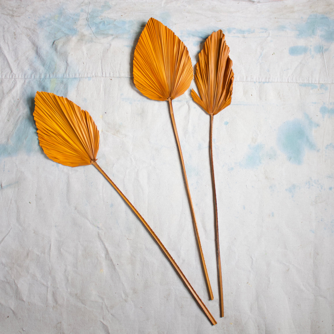 Dried Anahaw Palm Frond 40" – Roxanne's Dried Flowers